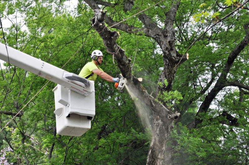 Commercial Tree Trimming Services for Business Properties